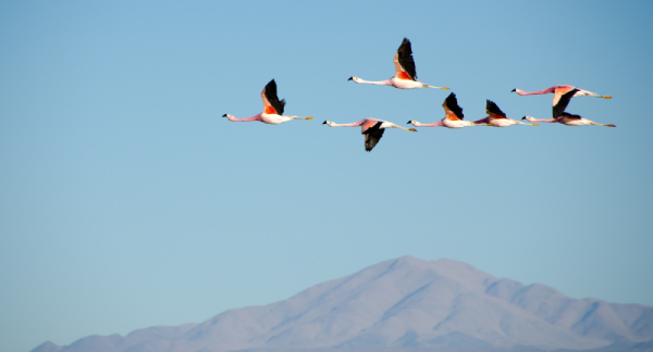 Mobile App Developer (Android & iOS) - Sydney with · Ayan Infotech